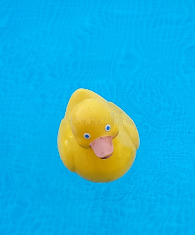 Rubber ducky in the pool stock photo. Image of pool - 221506954