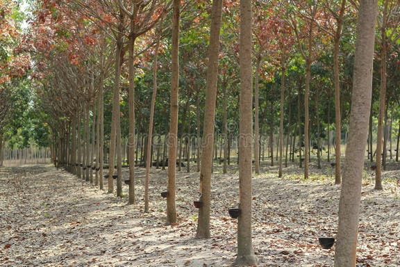 Rubber Estate stock photo. Image of brazil, tapper, bleed - 28652340