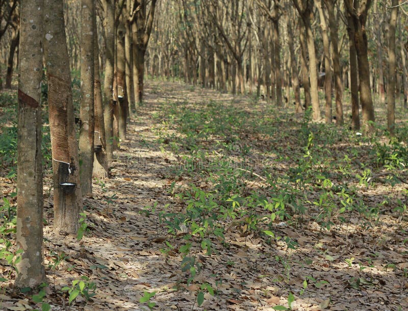 Rubber Estate stock image. Image of agriculture, material - 28652663