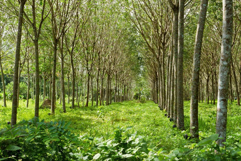 Rubber farm stock image. Image of plant, organic, crop - 26923157
