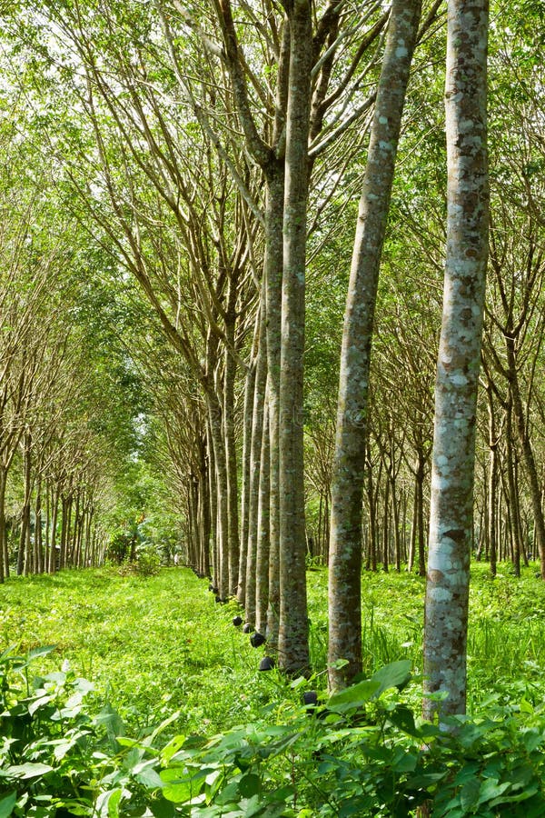 Rubber farm stock image. Image of plant, organic, crop - 26923157