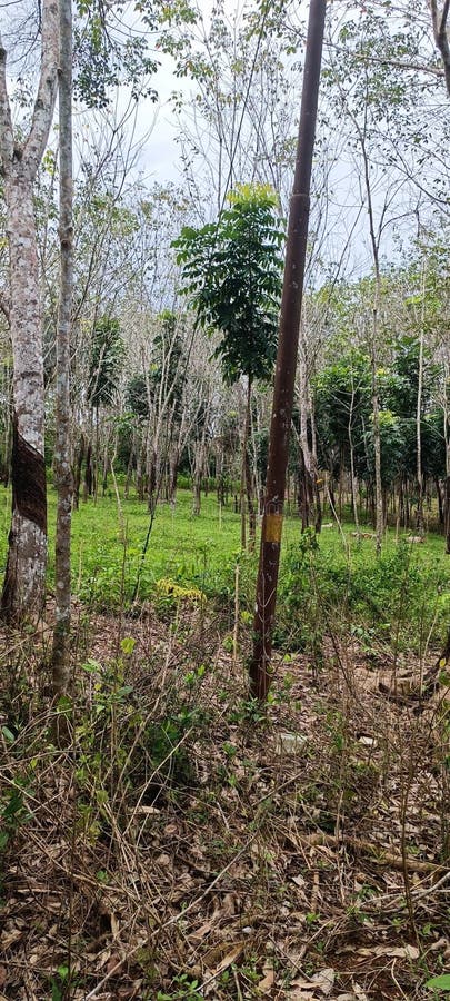Rubber Farm in Central Kalimantan Stock Image - Image of vegetation ...