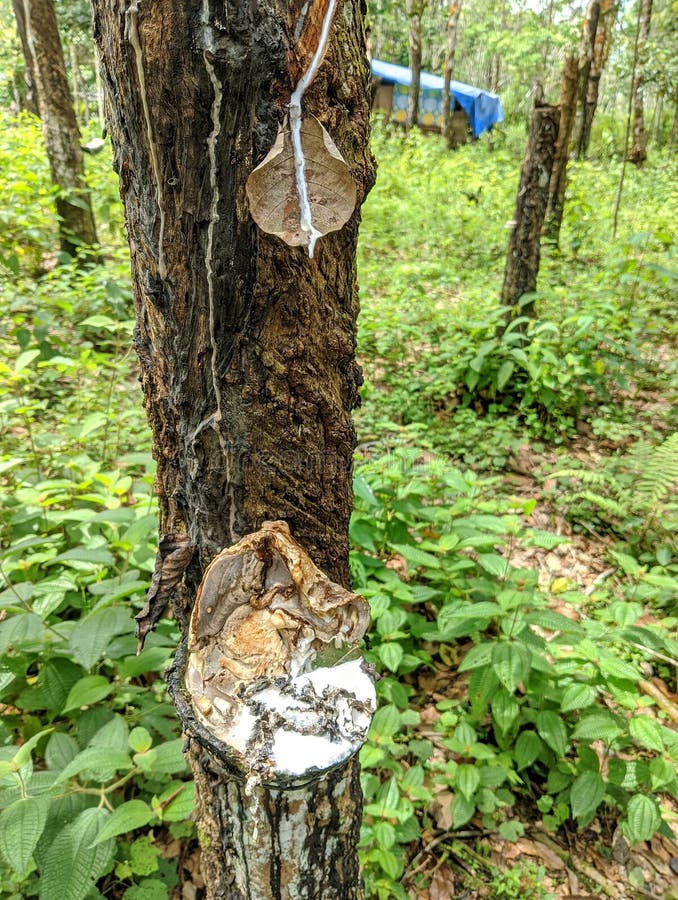 Rubber farm Indonesia stock photo. Image of farm, farmer - 263709310