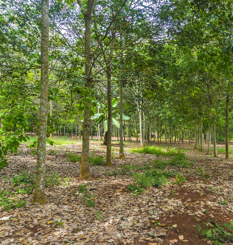 Rubber farm stock image. Image of thai, thailand, asian - 36247859