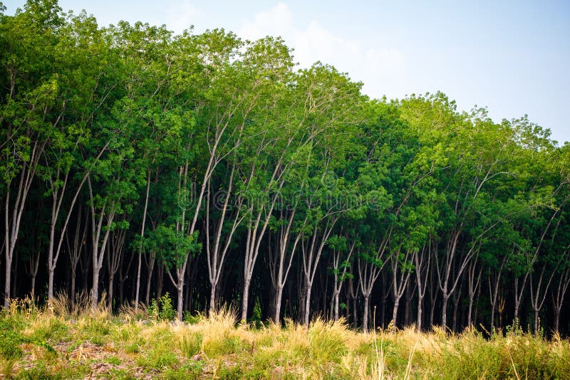 Rubber farm stock photo. Image of agriculture, rural - 24298162