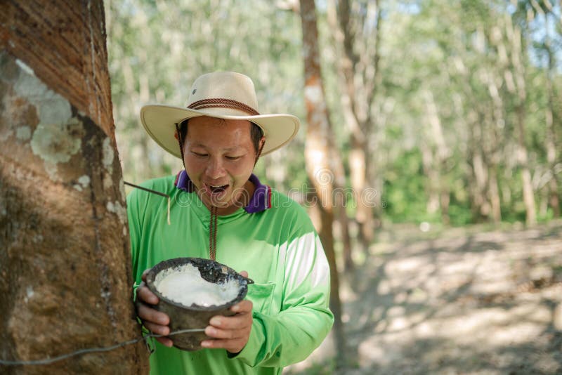 Rubber Farmers are Happy with the Yield in the Rubber Plantations Stock ...