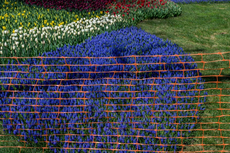 Rubber Fence in the Tulip Garden Stock Image - Image of growth, tulips ...