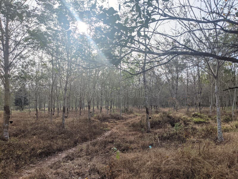Take Pictures at the Rubber Plantation Stock Image - Image of rubber ...