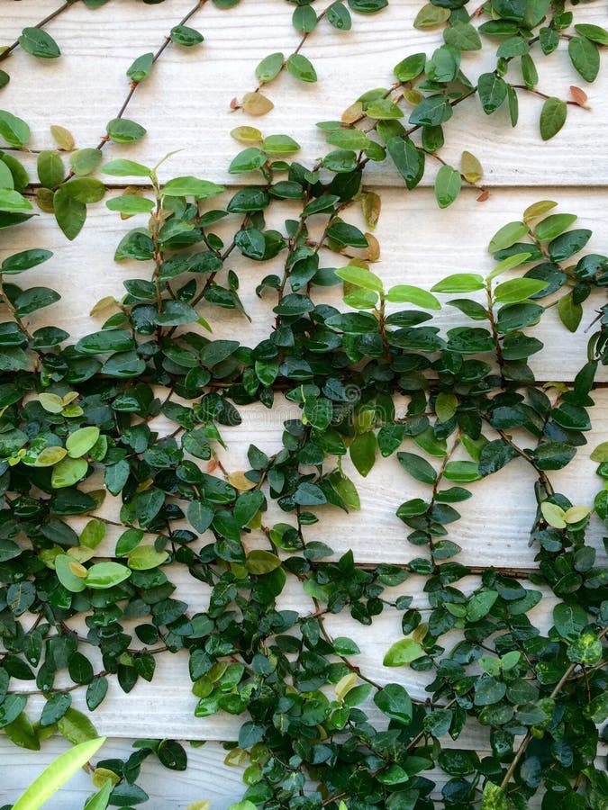 Creeping Fig or Creeping Fig or Creeping Rubber Fig is Green Creeper ...