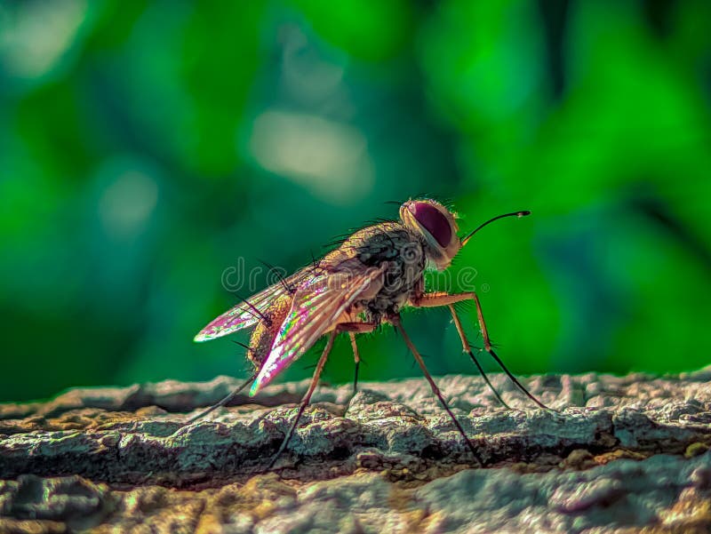 A Rubber Fly and a Beautiful Green Background Stock Photo - Image of ...