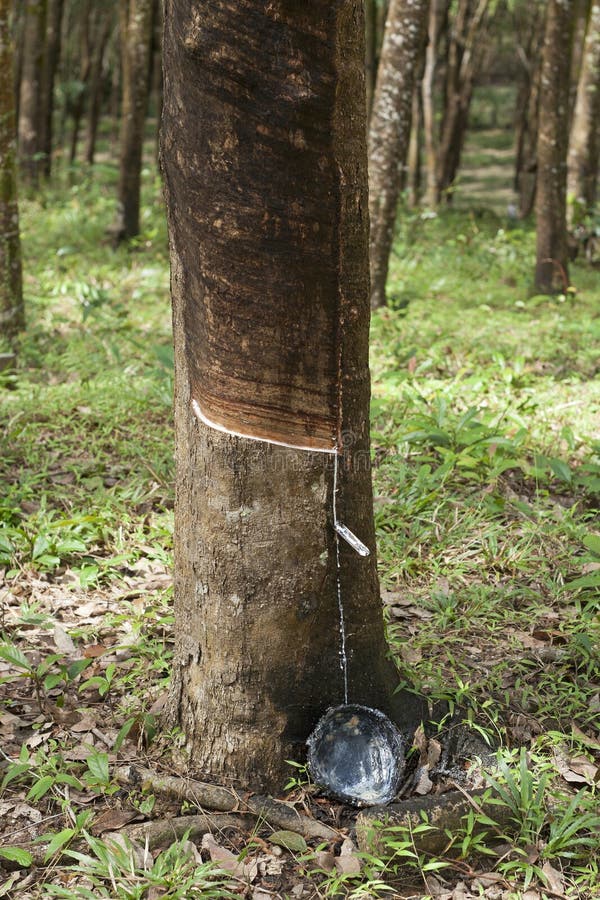 Rubber forest stock photo. Image of jungle, latex, collection - 29476726