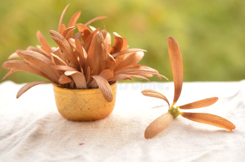 Rubber fruit stock image. Image of rubber, tree, fall - 39968933