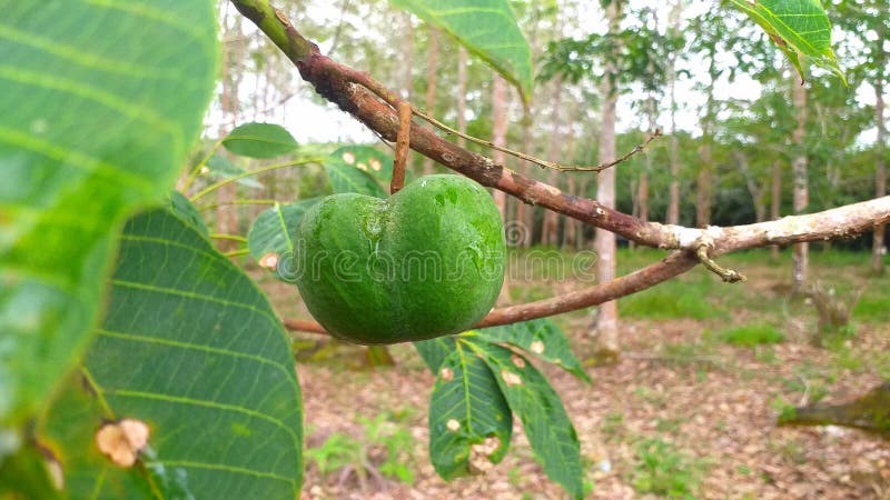 The Rubber Fruit is Still Young with a Green Color Stock Photo - Image ...