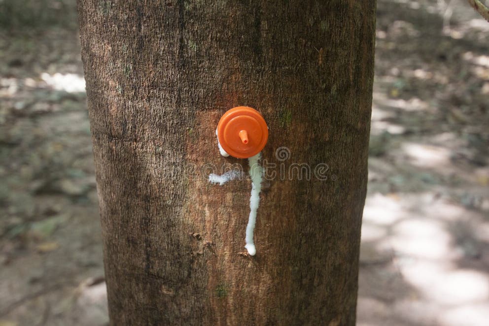 Rubber Injection Technology. Stock Image - Image of agriculture, easy ...