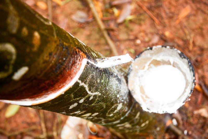 Rubber latex collecting stock image. Image of tapped - 38461185