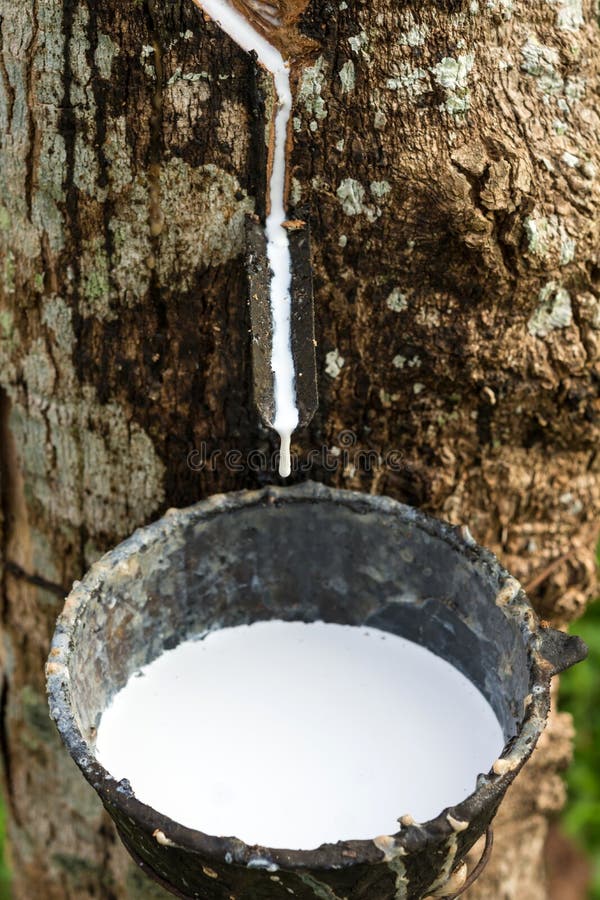 Rubber Latex Drop from a Rubber Tree Stock Image - Image of natural ...
