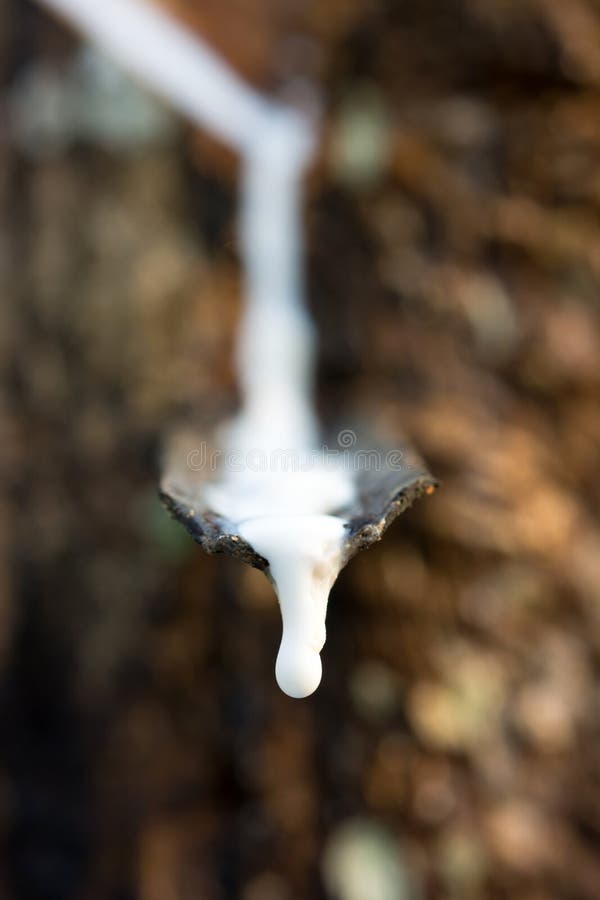 Rubber Latex Drop from a Rubber Tree Stock Image - Image of india ...