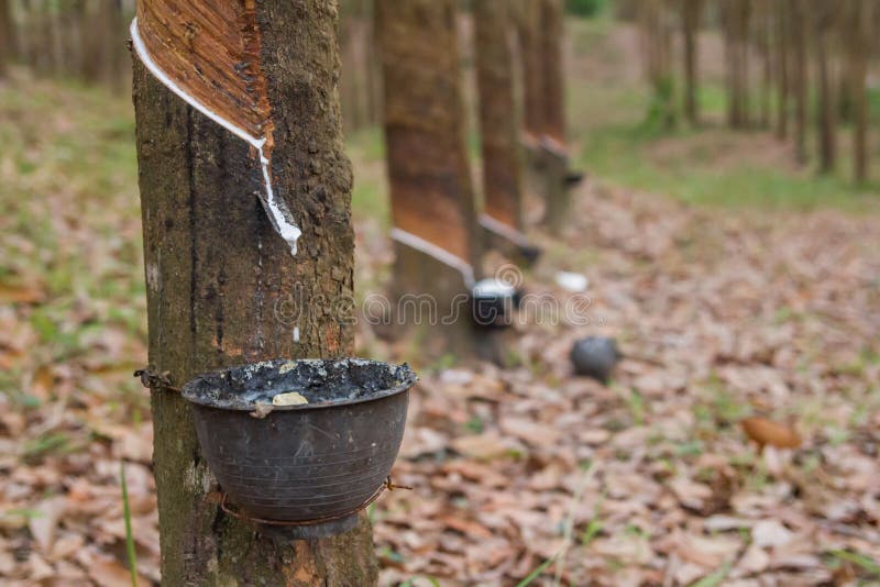 Rubber Latex Drop from Rubber Tree To Pot Stock Photo - Image of ...