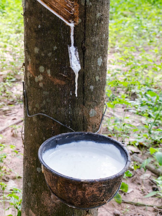 Rubber Latex Storage in the Rubber Plantation Stock Photo - Image of ...