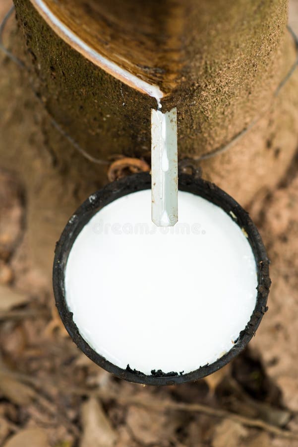 15+ Latex trees Free Stock Photos - StockFreeImages