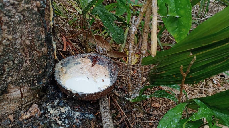 The Rubber Latex in the Shell is Very Unique Stock Image - Image of ...
