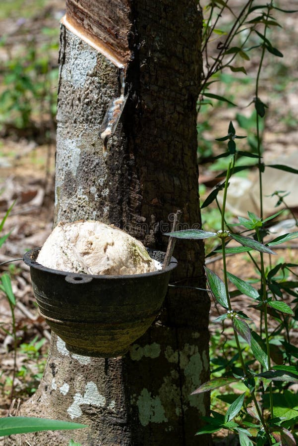 Rubber Latex of Rubber Tree Closeup Stock Image - Image of forest ...
