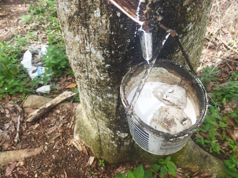 Rubber Latex Tree so Much Production Stock Photo - Image of tree ...
