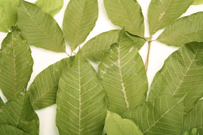 Rubber leaf stock photo. Image of leaves, tropic, trees - 2698862