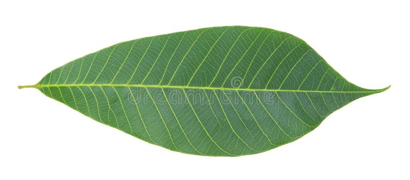 Rubber leaf stock photo. Image of white, freshness, green - 47571486