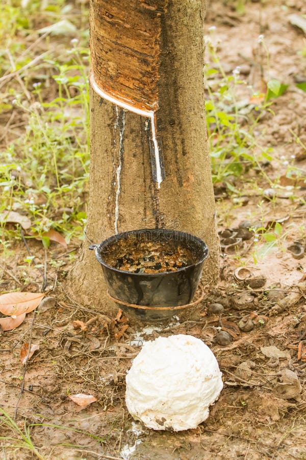 Rubber Tree Tapping Knife N°3 Stock Photos - Free & Royalty-Free Stock ...