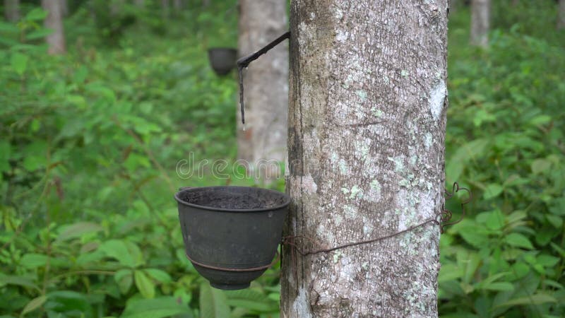 Rubber Milk Production Cutting on Tree in Tropical Farm Stock Footage ...