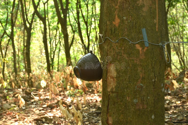 Rubber or Para Wood Tree with Cup for Tapping in Morning on Trunk in ...