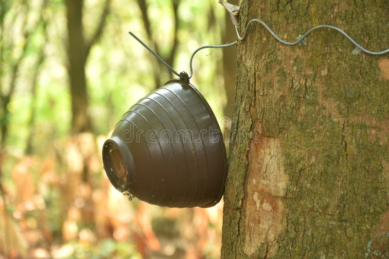Rubber or Para Wood Tree with Cup for Tapping in Morning on Trunk in ...