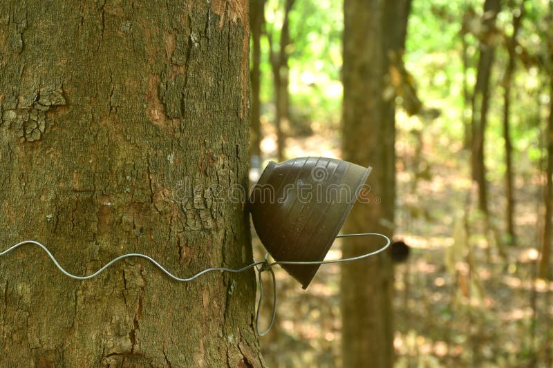 Rubber or Para Wood Tree with Cup for Tapping in Morning on Trunk in ...