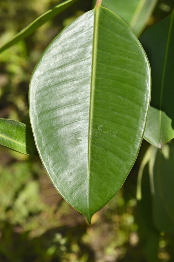 Rubber Plant stock photo. Image of name, leaves, tree - 356182946
