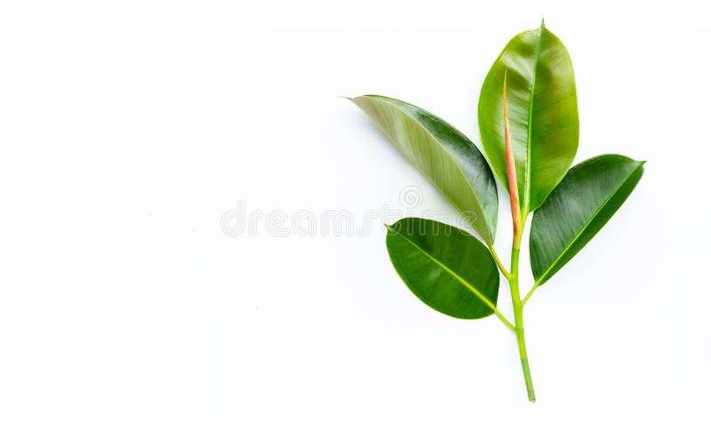 Rubber Plant Leaves On White Background Stock Photo - Image of growing ...