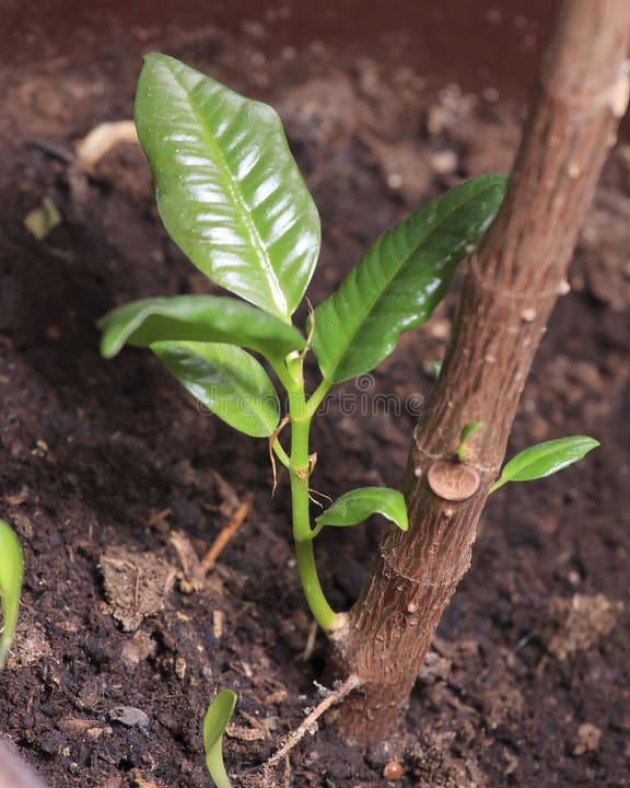 Rubber plant sprout stock image. Image of botanical, natural - 14032139
