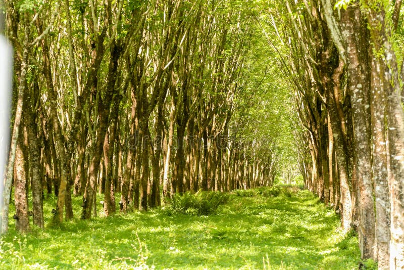 Rubber plantation stock image. Image of latex, growth - 127946285