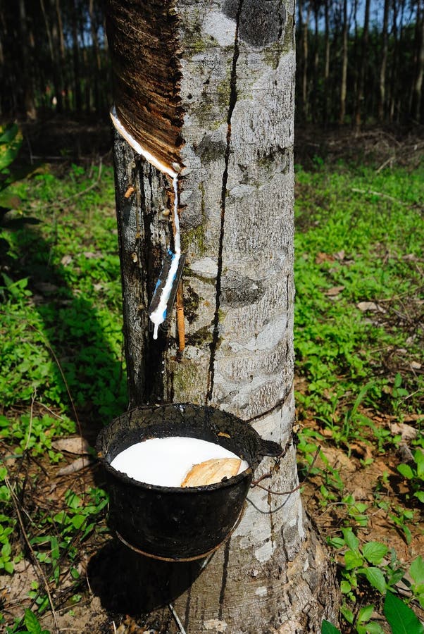 Rubber tree stock image. Image of tree, plastic, plantation - 2302845
