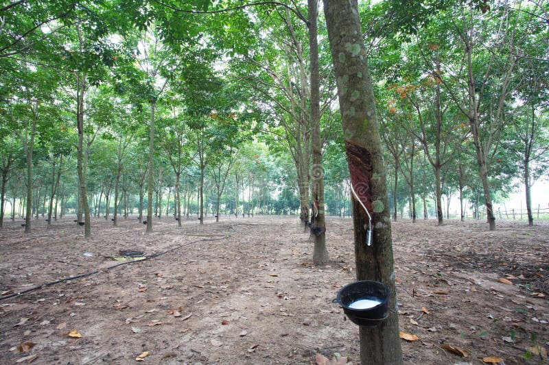 Rubber Plantation stock photo. Image of landscape, horizontal - 28745536