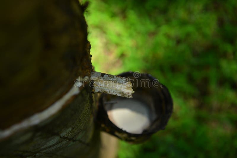 Rubber tapper latex stock image. Image of farm, economy - 201427733
