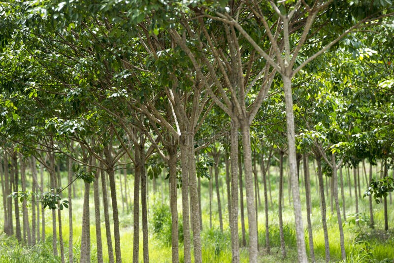 Rubber Plantation stock image. Image of asia, trunk, nature - 33146421