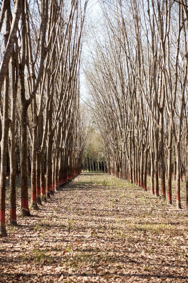 Rubber Plantation stock photo. Image of south, east, tapping - 37935240