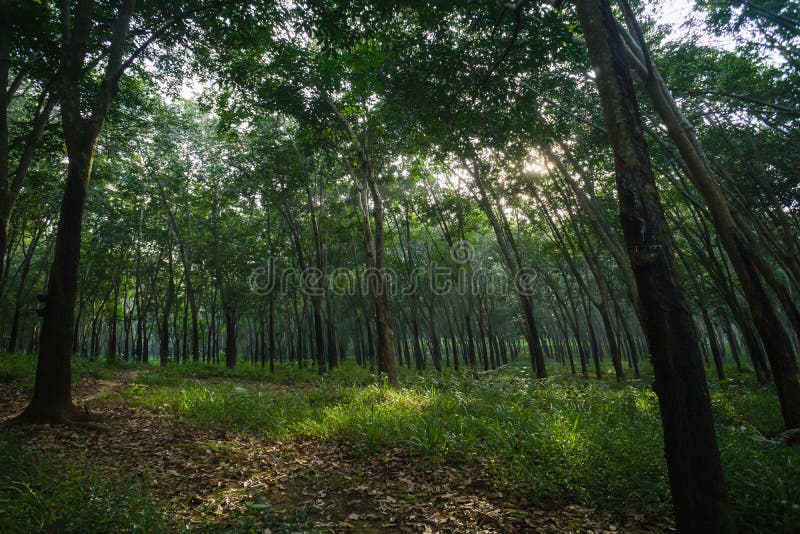 The Rubber Plantation Forest Stock Photo - Image of grass, natural ...
