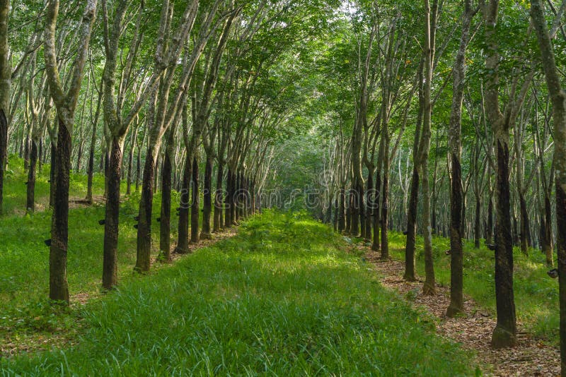 The Rubber Plantation Forest Stock Image - Image of nature, vegetation ...