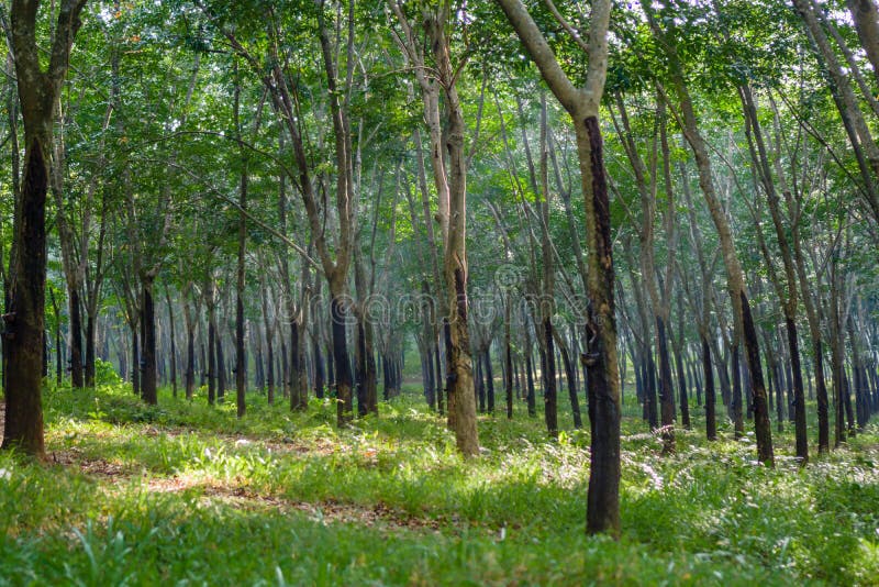 1,076 Beautiful Rubber Plantation Stock Photos - Free & Royalty-Free ...