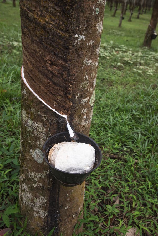 Rubber Plantation in Langkawi, Malaysia Stock Image - Image of plant ...