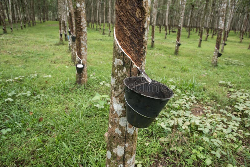 Rubber Plantation in Langkawi, Malaysia Stock Photo - Image of rubber ...