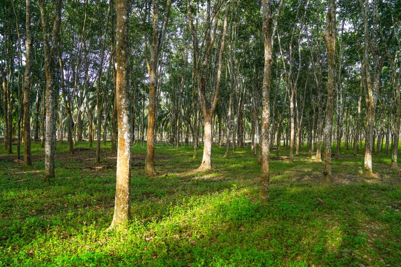 Rubber Plantation in Malaysia Stock Photo - Image of white, elastic ...