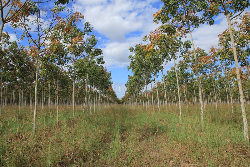 Rubber Plantation, Rubber Fields Stock Image - Image of asia, nature ...